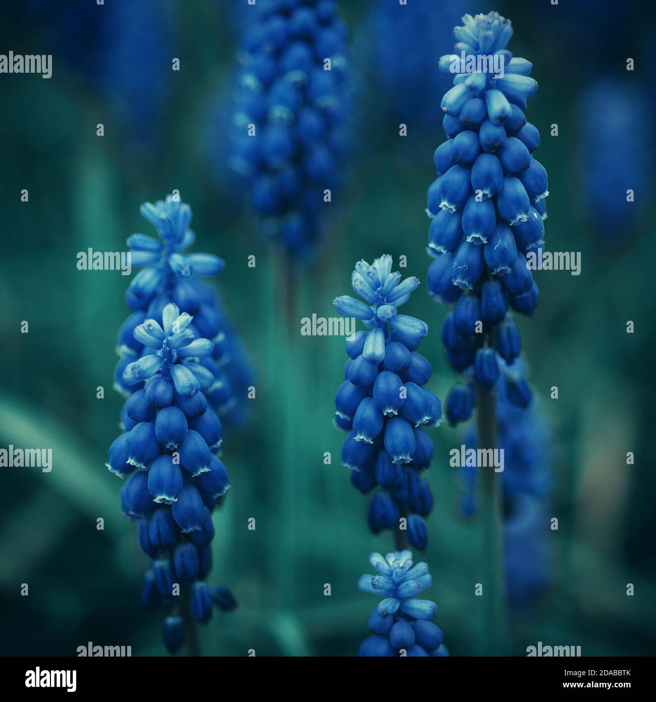 Spring flowers meadow in blue color Stock Photo - Alamy