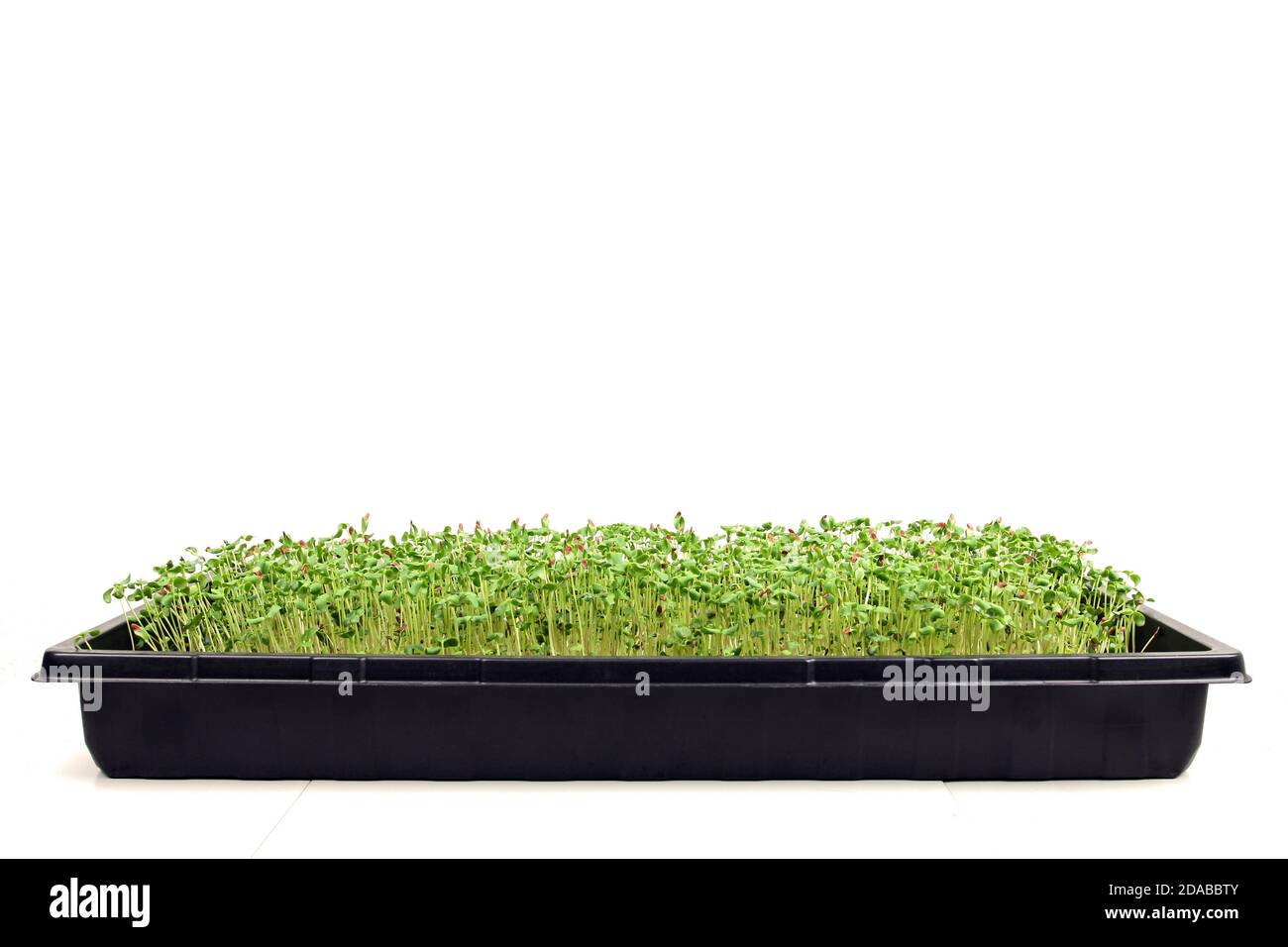 Microgreens growing in a try isolated on white. The plants are a mix of ...