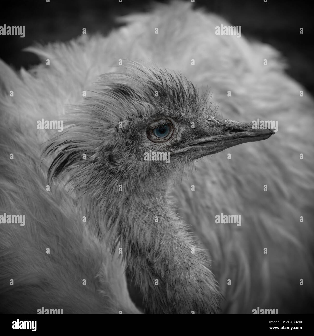 Front Greater Rhea (Rhea americana) sitting on grass Stock Photo - Alamy