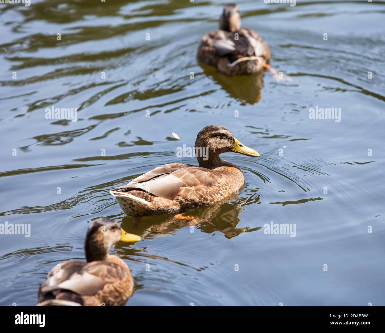 A wild ducks swims in the river Stock Photo - Alamy