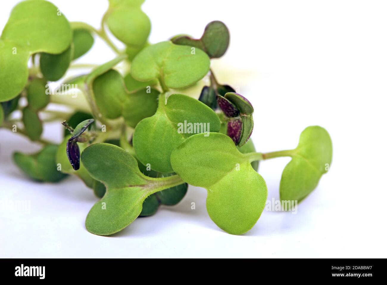 Planting microgreens hi-res stock photography and images - Alamy