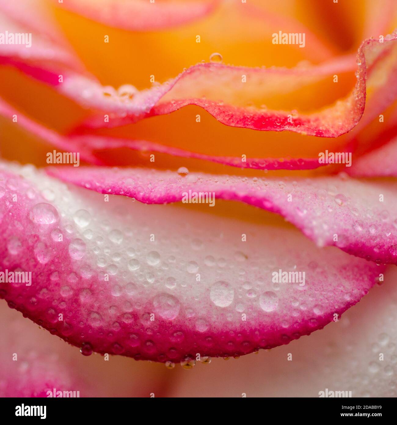 Dew covered buds hi-res stock photography and images - Alamy