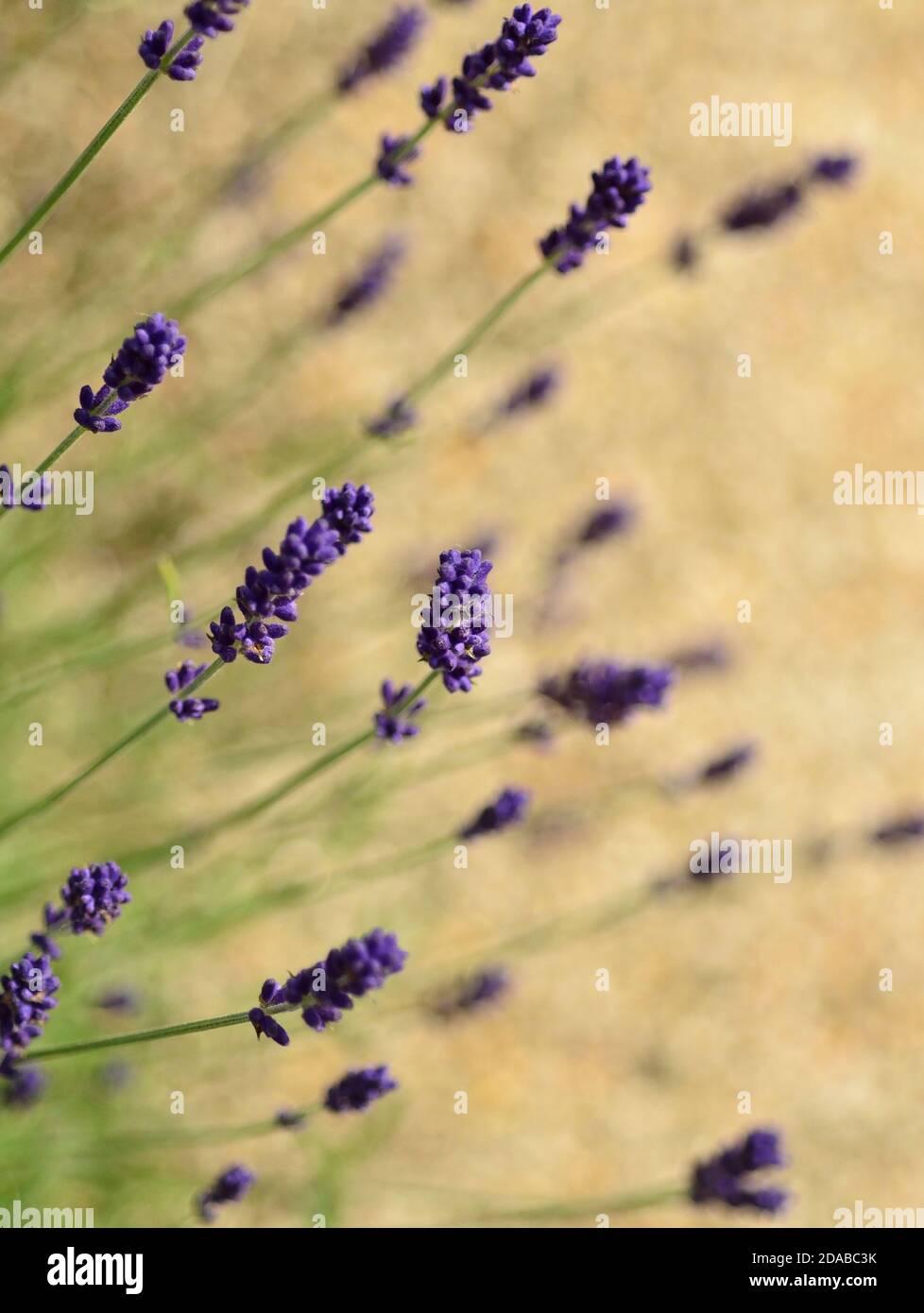 Branches of flowering lavender Stock Photo - Alamy