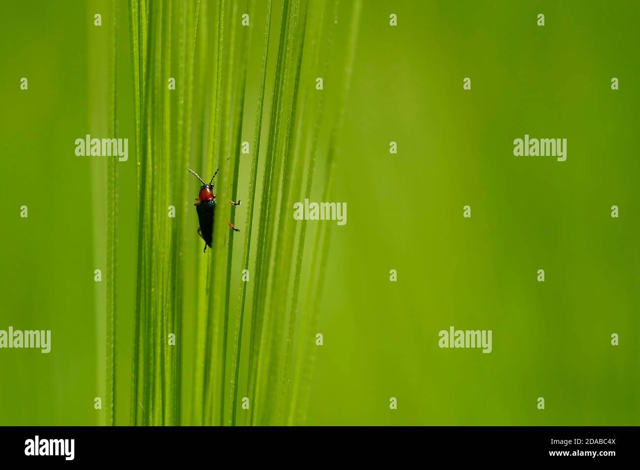 Colorful small bug crawling on wheat Stock Photo - Alamy