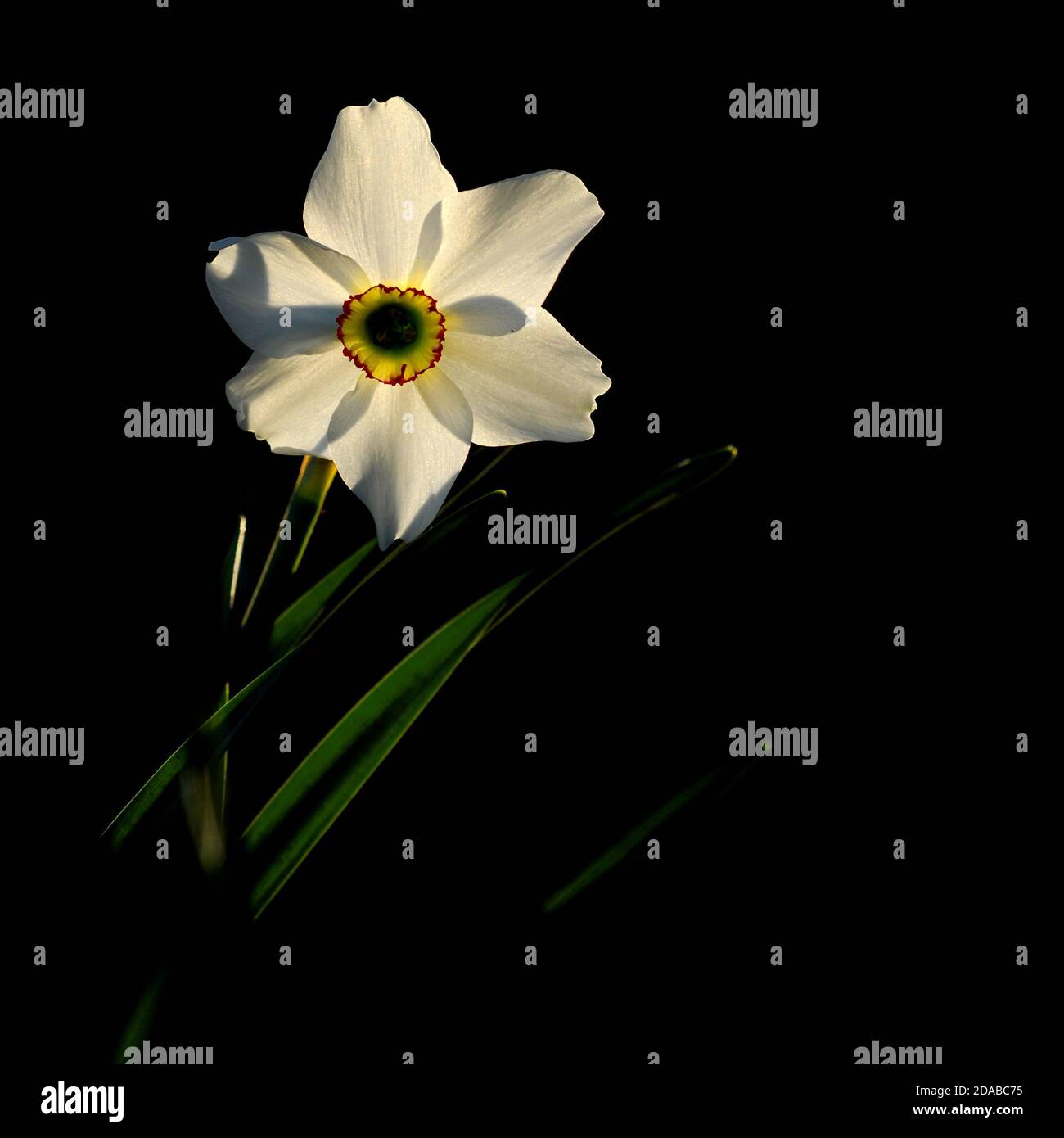 One is that of the youth of Greek mythology called Narcissus, who, in ...