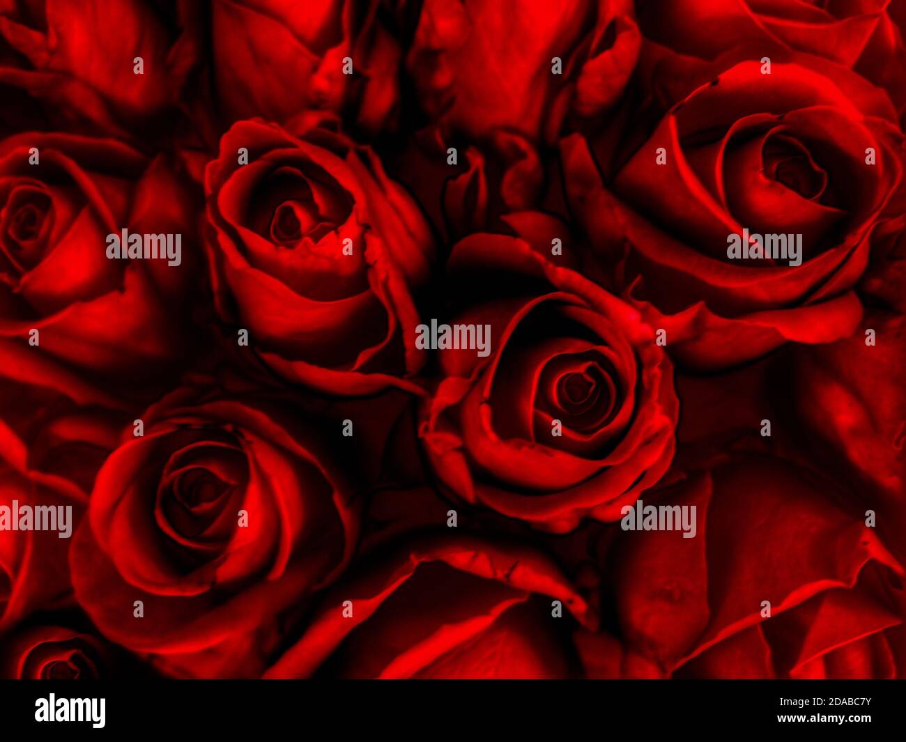 Bloody red rose hi-res stock photography and images - Alamy