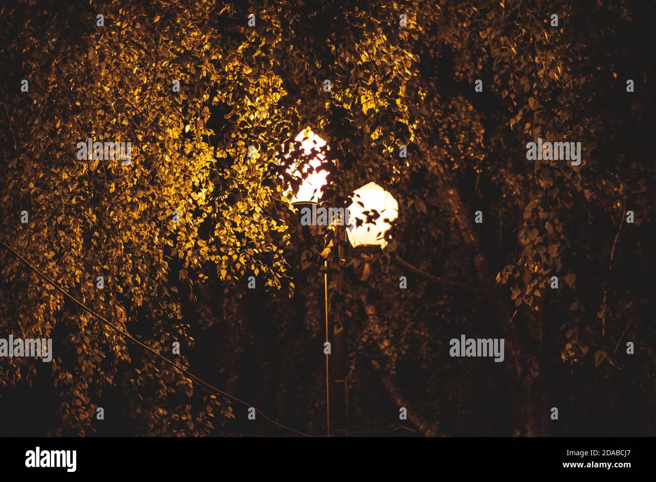 Street lamp birch tree, golden light at night Stock Photo - Alamy
