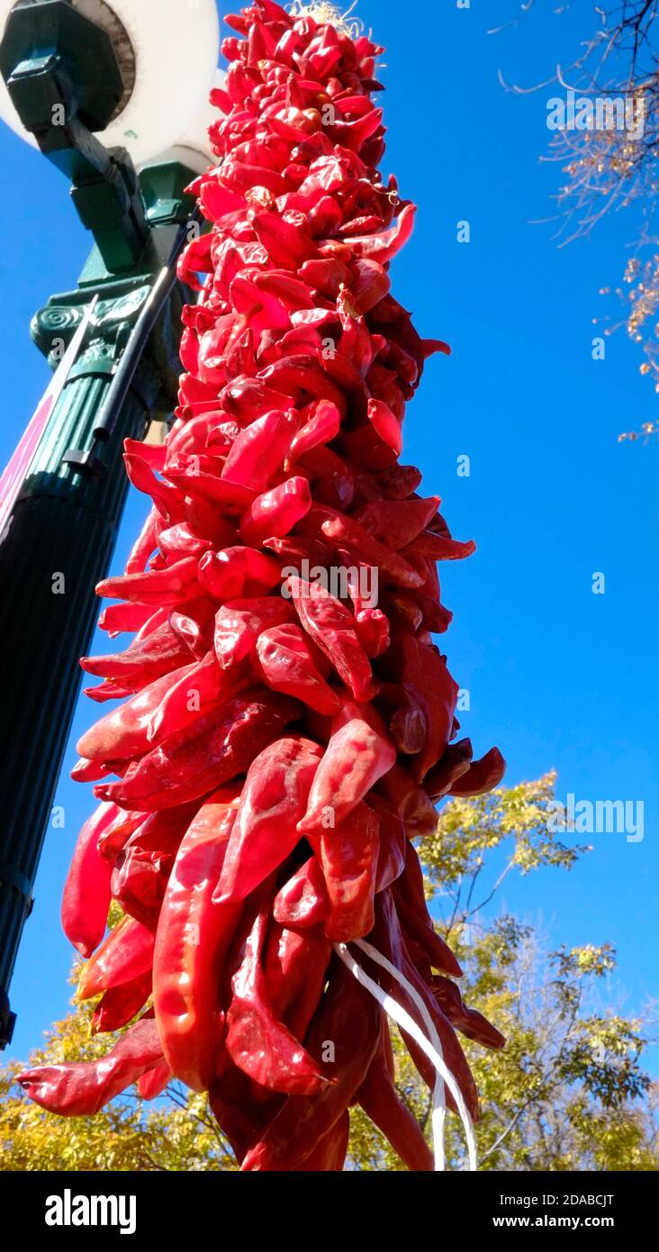 The Santa Fe Grande chile pepper, also known as "Yellow hot chili ...