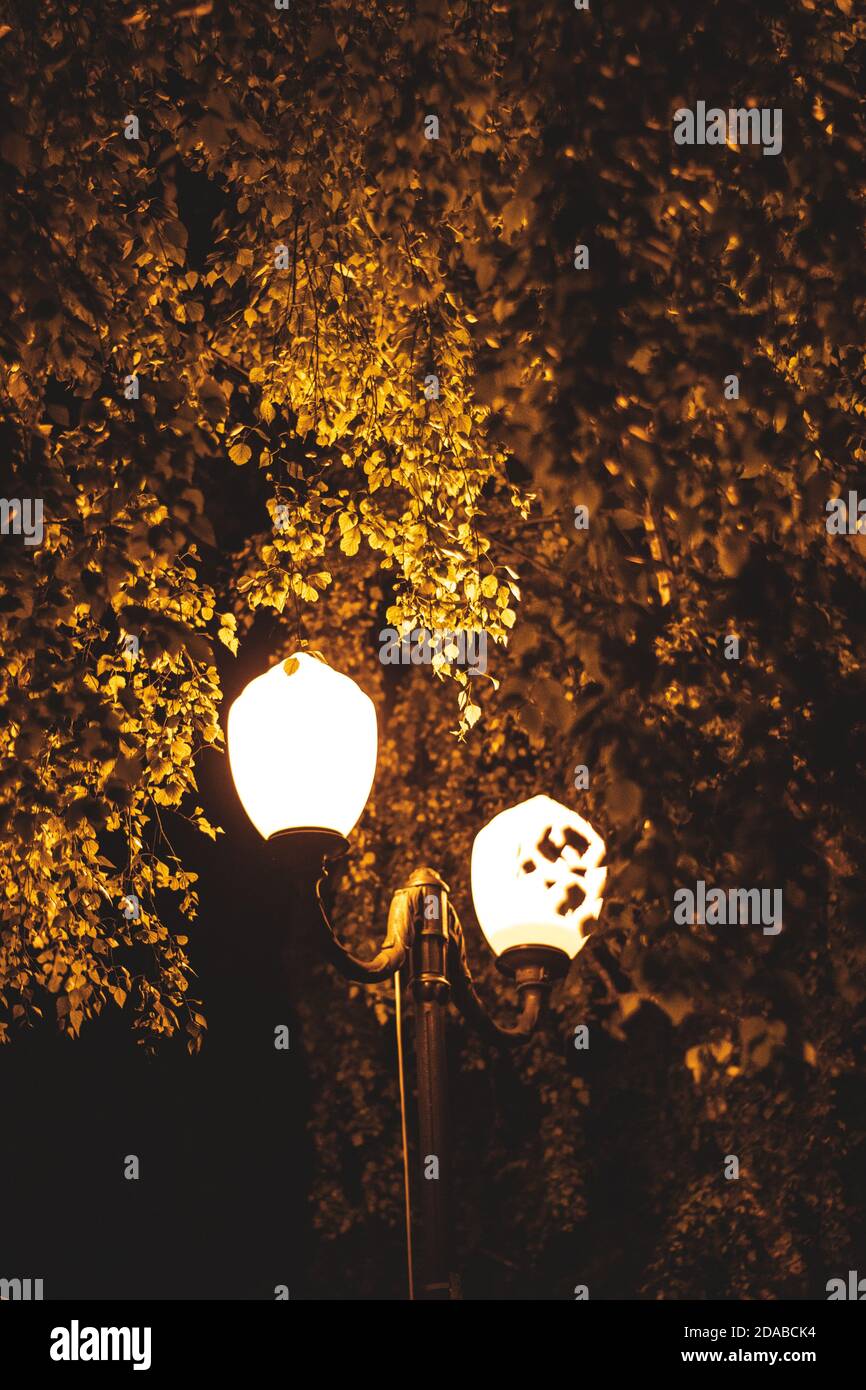 Street lamp birch tree, golden light at night Stock Photo - Alamy