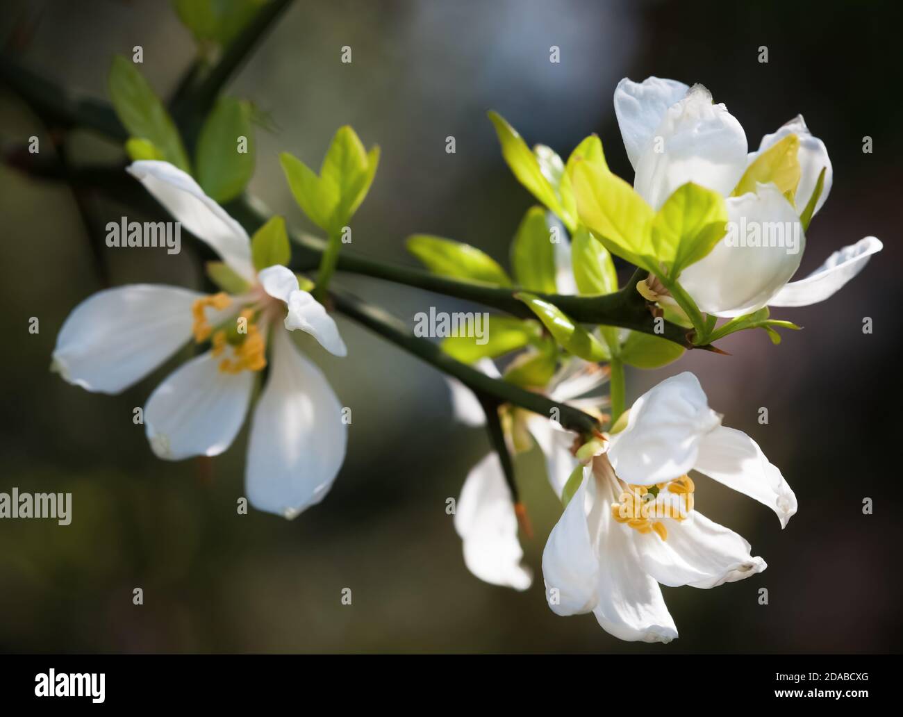 White flowers of the trifoliate orange, poncirus trifoliata or citrus ...