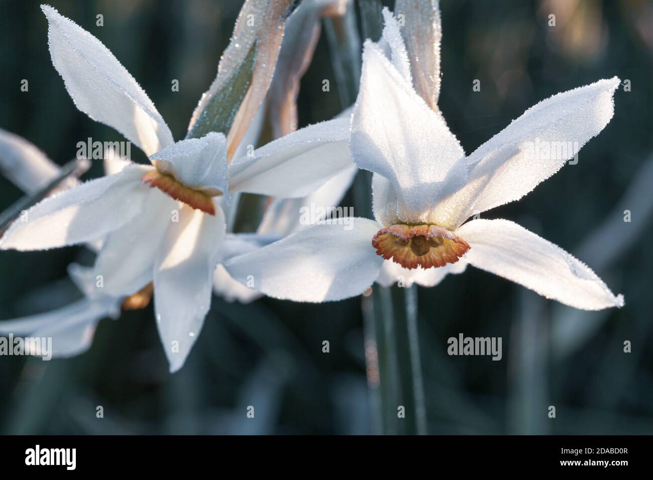 Valley of Daffodils. Wild white daffodils in spring Stock Photo - Alamy