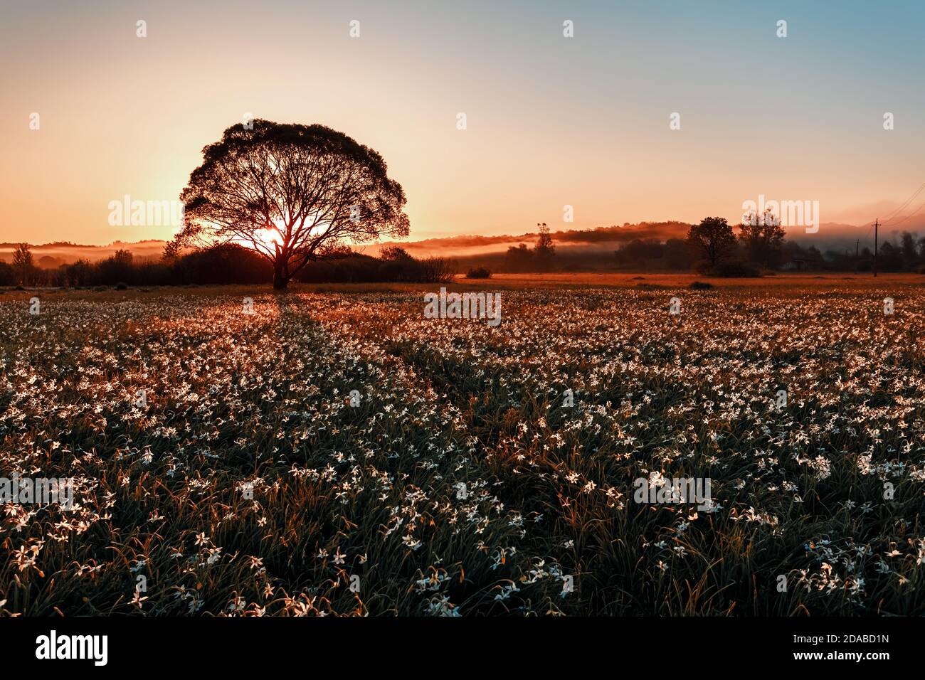 Valley of Daffodils. Wild white daffodils in spring Stock Photo - Alamy