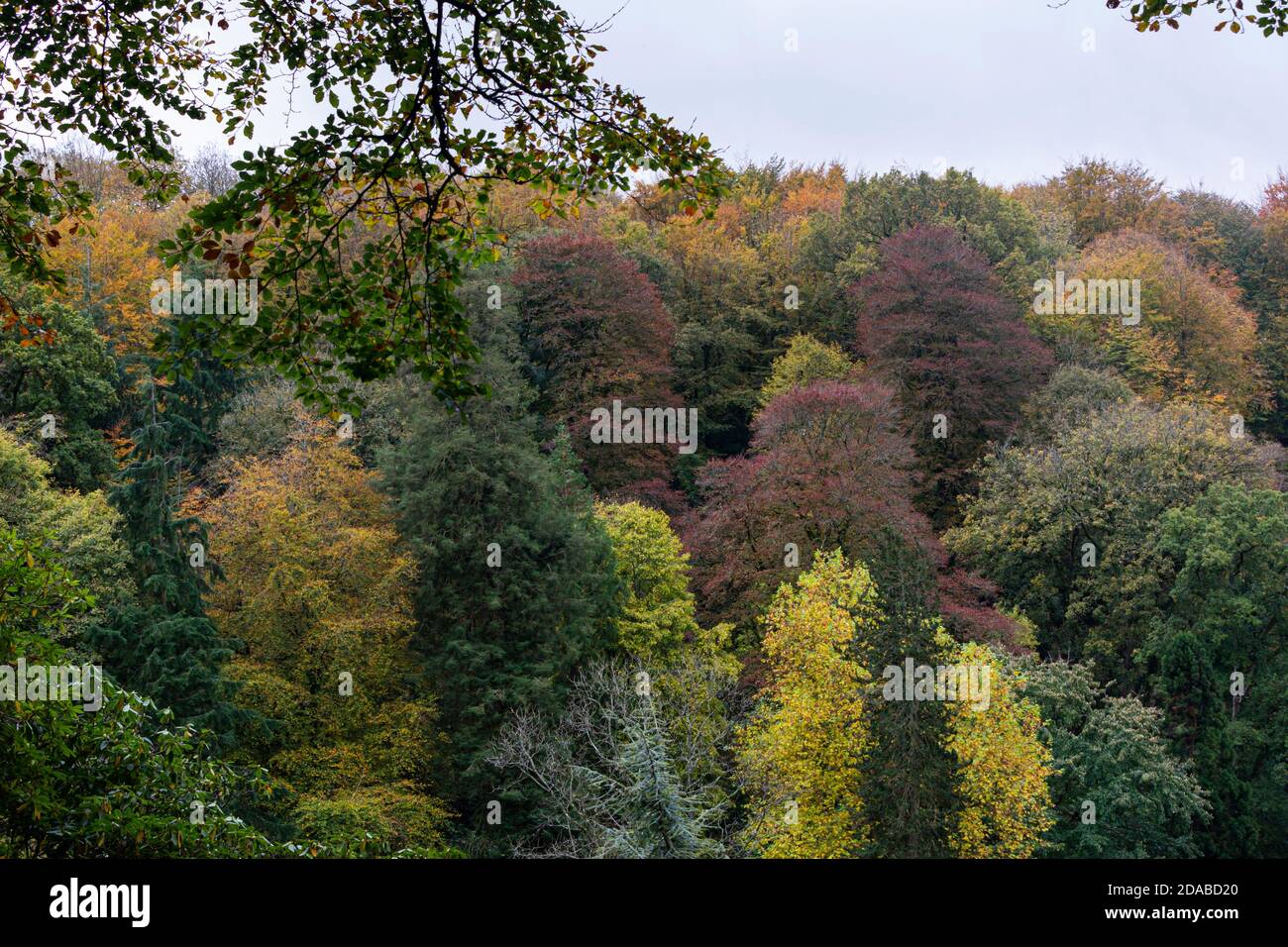 A tree line of mixed evergreen and deciduous trees in early autumn ...