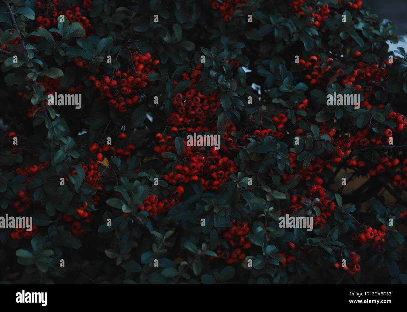 Tree with red fruits with water drops, rainy day Stock Photo - Alamy