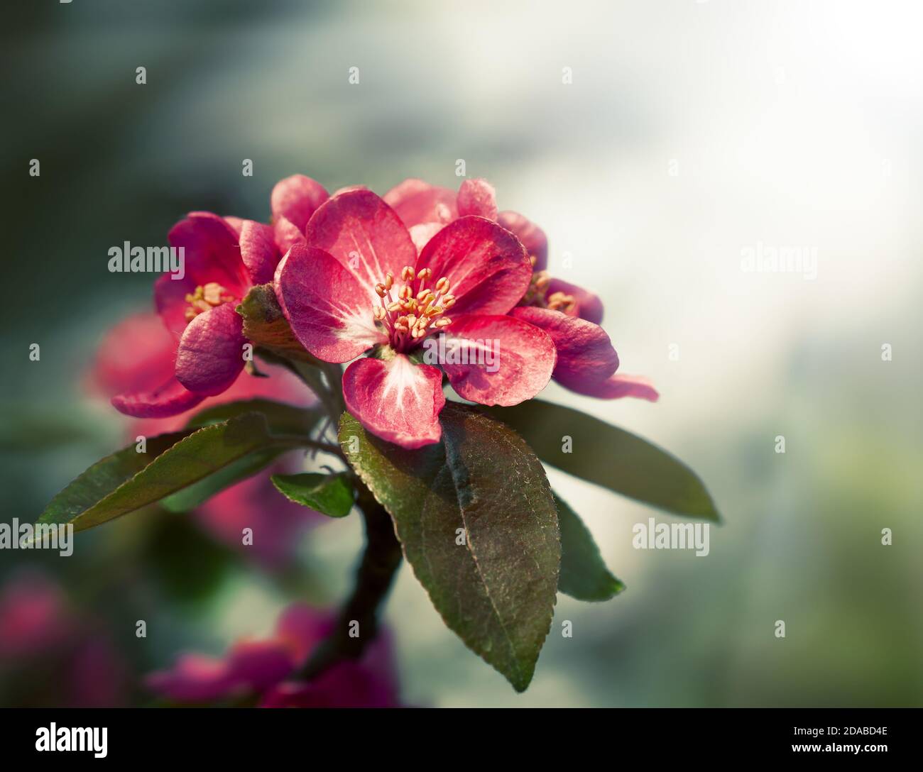 Soft focus image of branch with spring flowers blossoms Stock Photo - Alamy