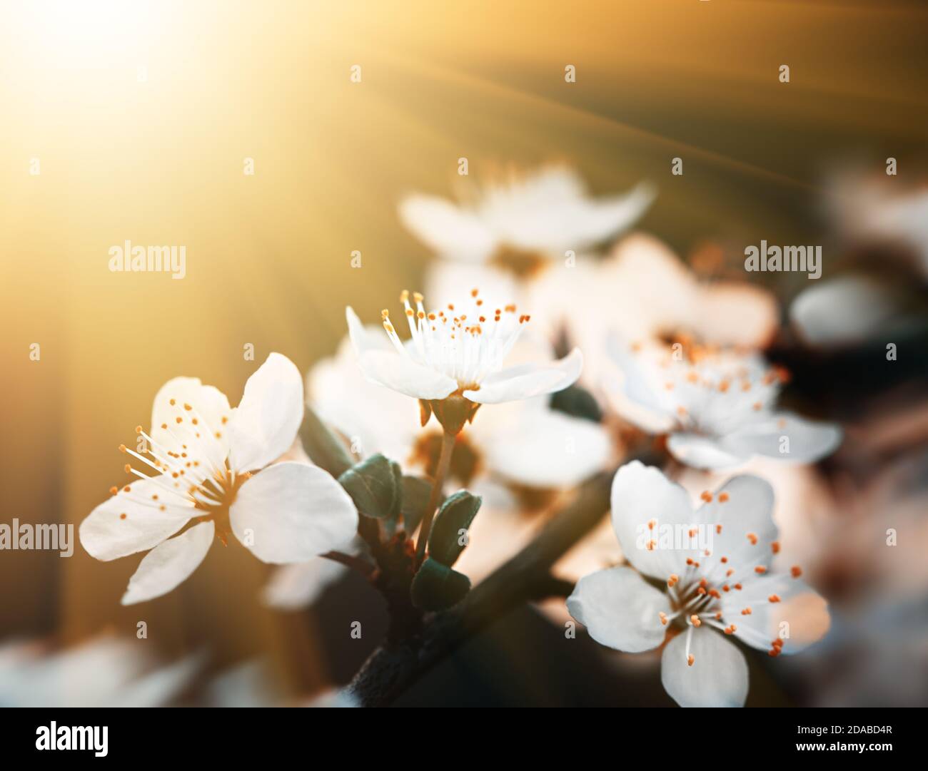 Springtime. Soft focus image of spring flowers blossom in sunny day ...