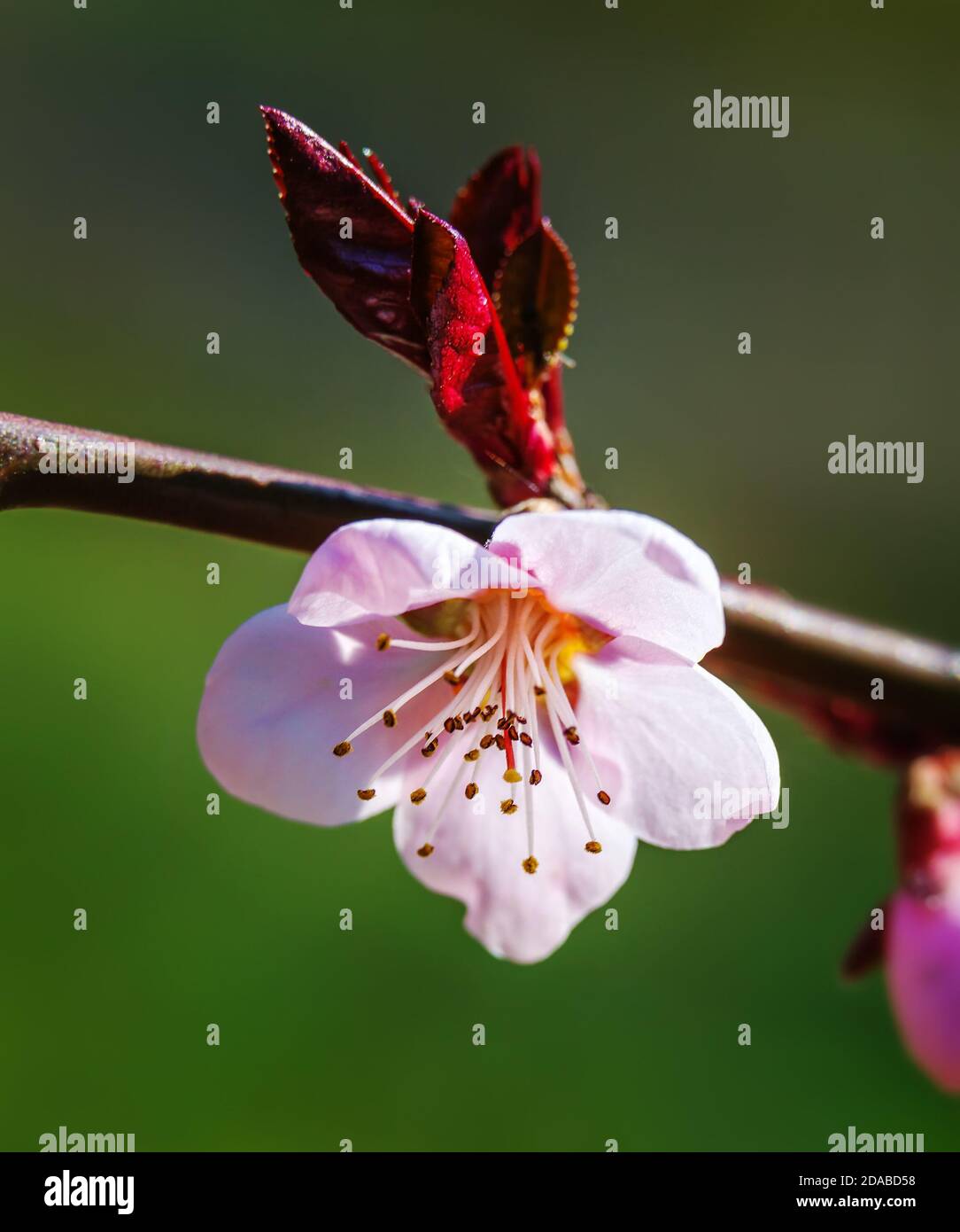 Blooming tree in spring with pink flowers Stock Photo - Alamy