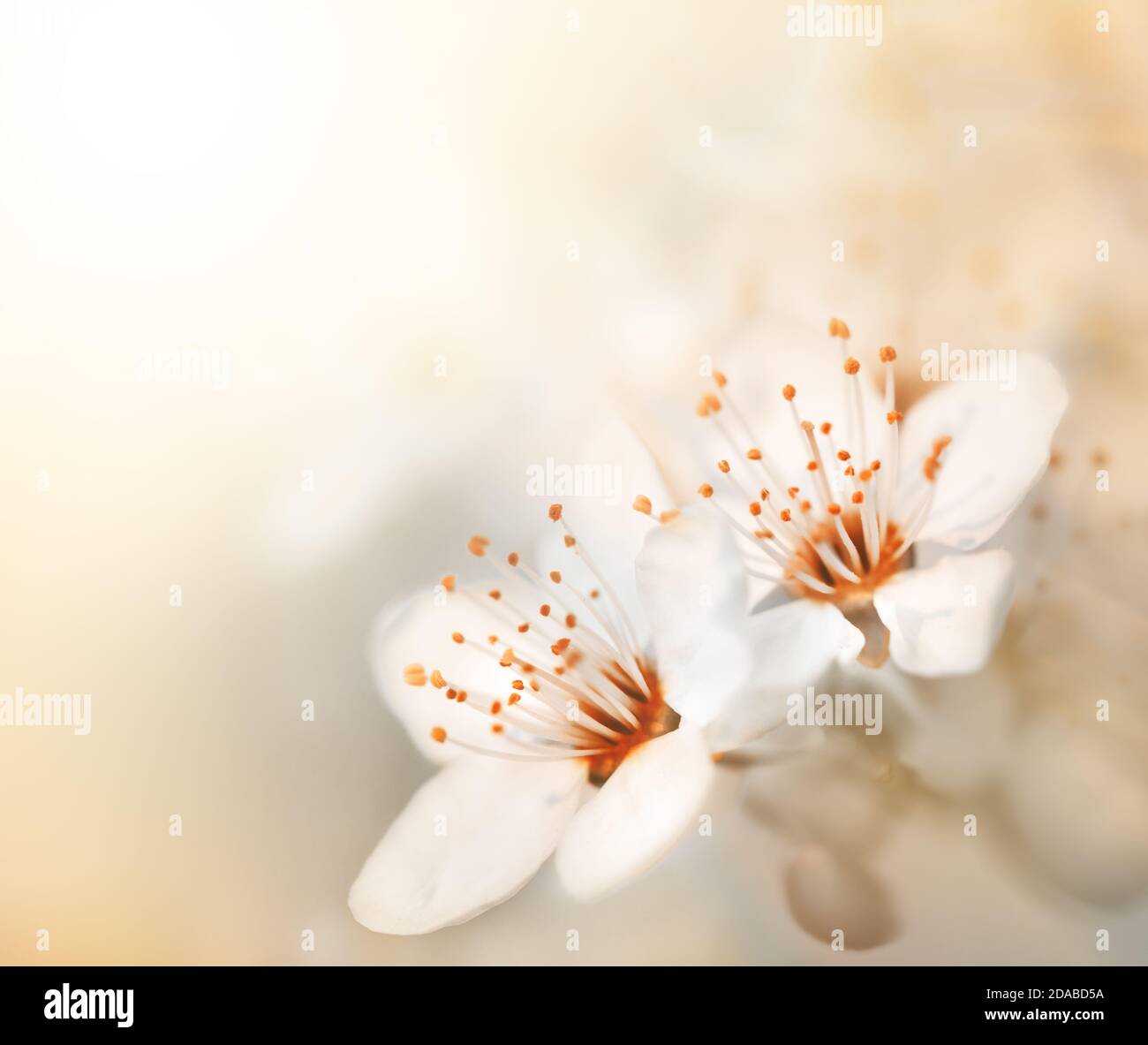 Springtime. Soft focus image of spring flowers blossom in sunny day ...