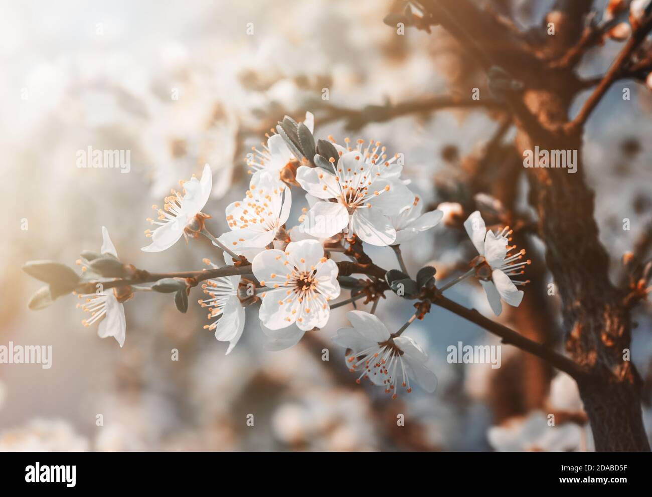 Springtime. Soft focus image of spring flowers blossom in sunny day ...