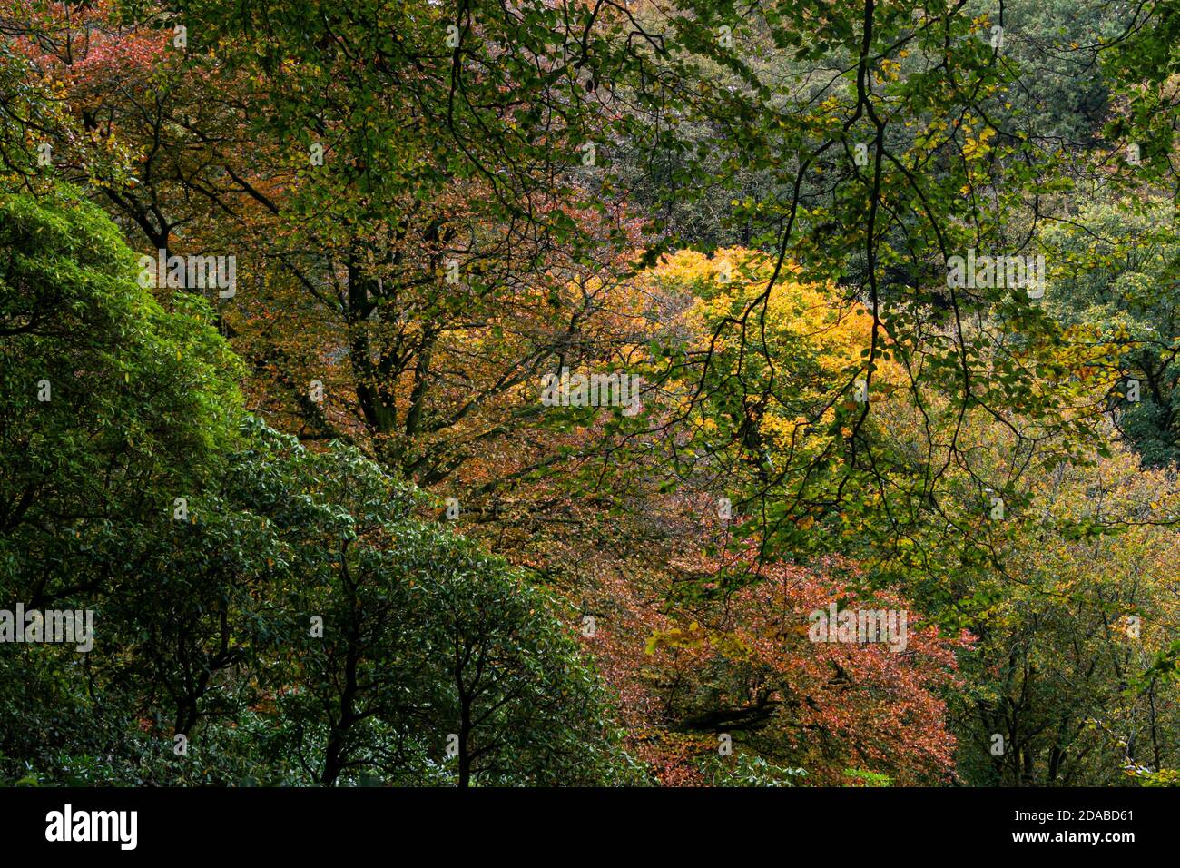 A tree line of mixed evergreen and deciduous trees in early autumn ...