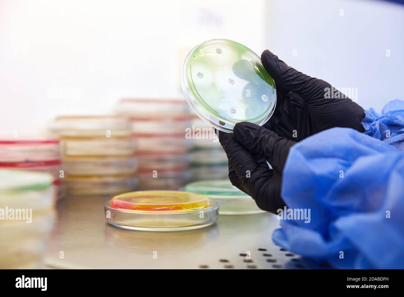Gloved Hand of a Technician or scientist working with petri dish in ...