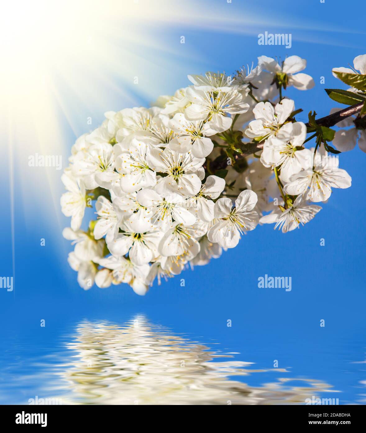 Spring flowers tree in sun light and water reflection Stock Photo - Alamy