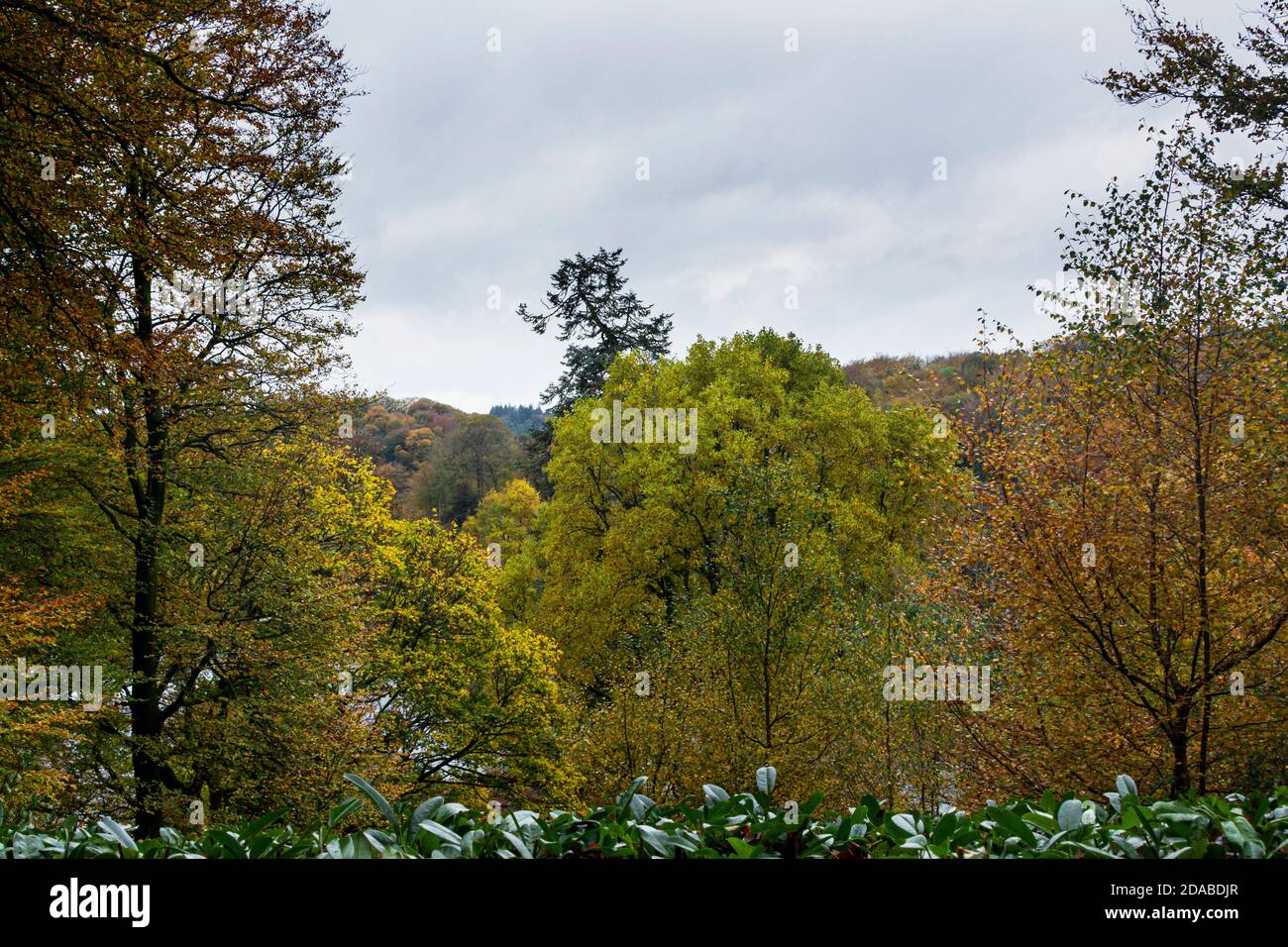 A tree line of deciduous trees in early autumn Stock Photo - Alamy