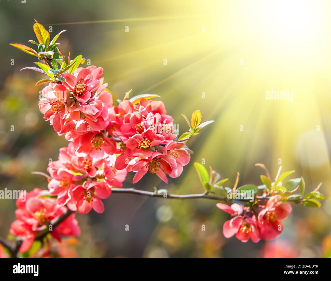 Red spring flowers. Blossoming Chaenomeles (flowering quince, Japanese ...