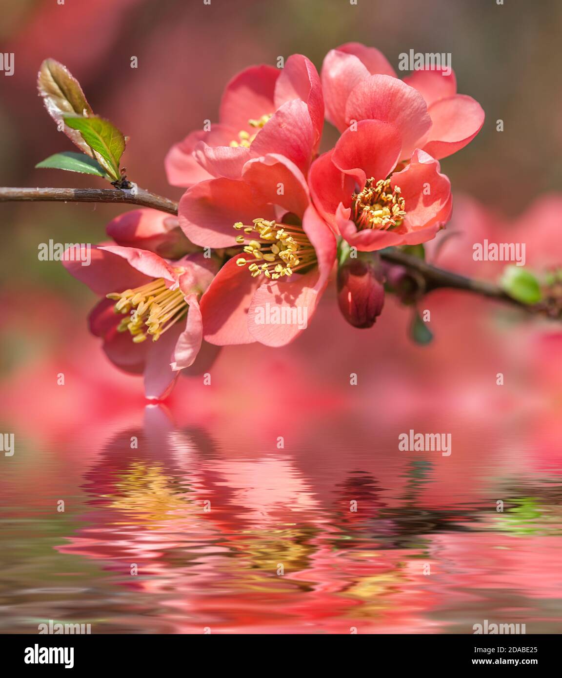 Red spring flowers and water reflection. Blossoming Chaenomeles ...