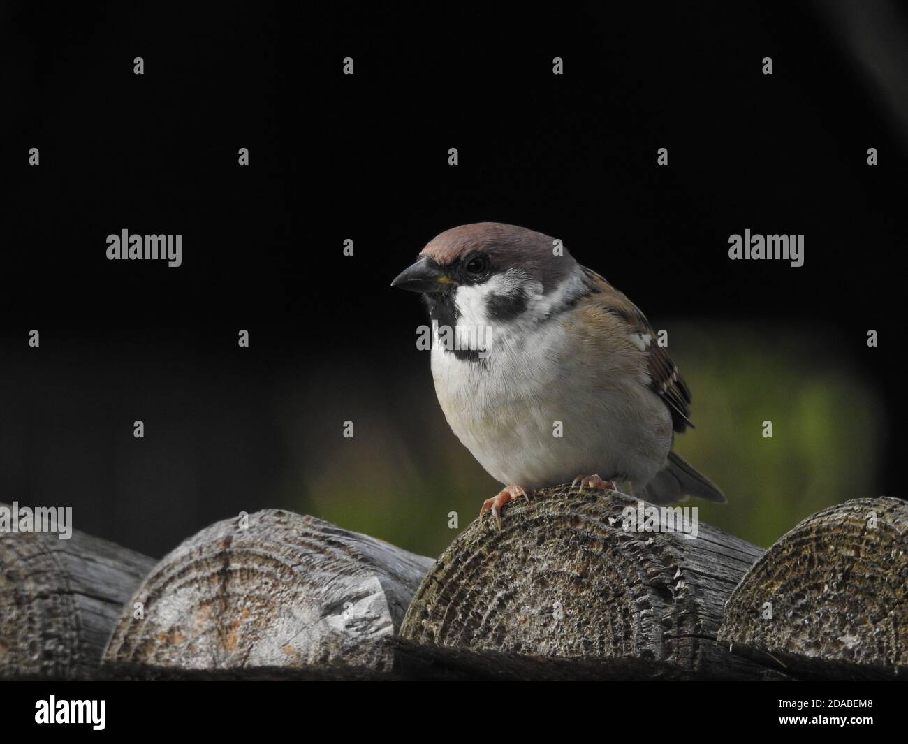 Birds in the forest Stock Photo - Alamy