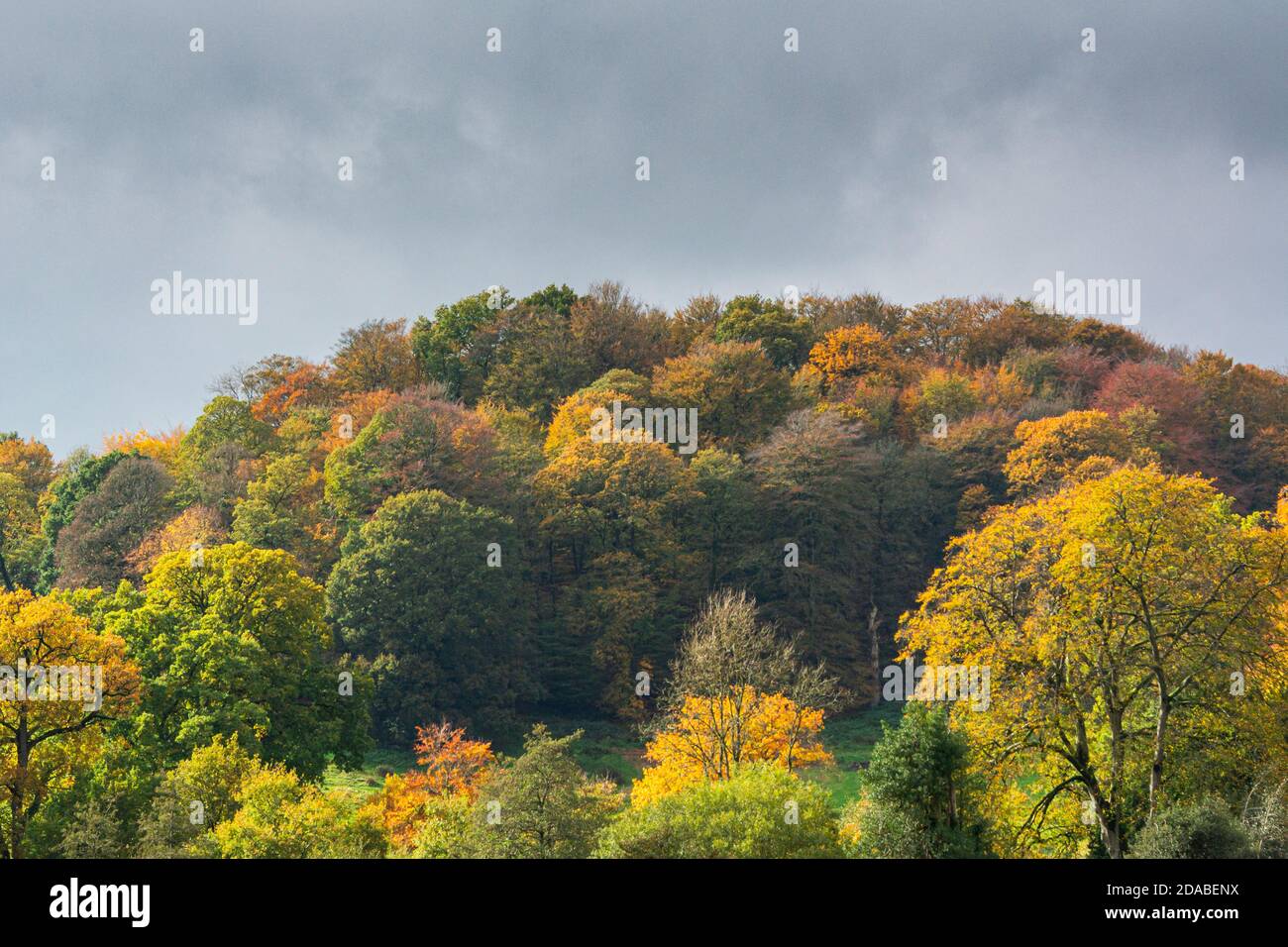 Treeline and tree hi-res stock photography and images - Alamy