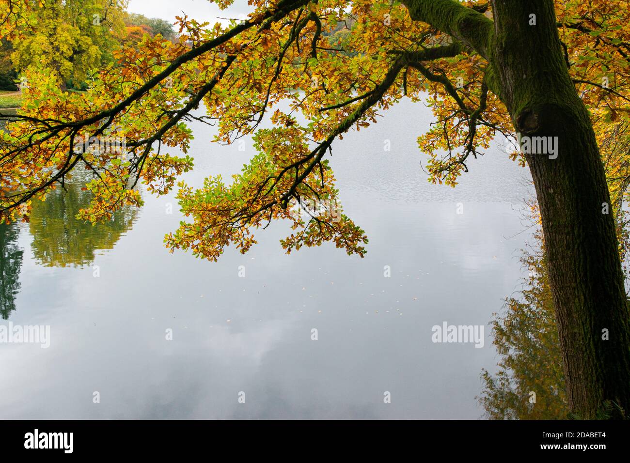 Branches stretching over water hi-res stock photography and images - Alamy