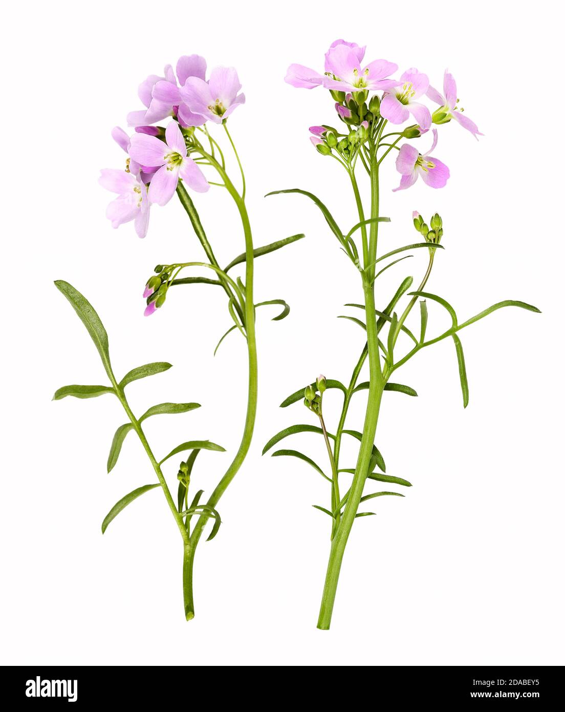 Close up wildflower leaf Cut Out Stock Images & Pictures - Alamy