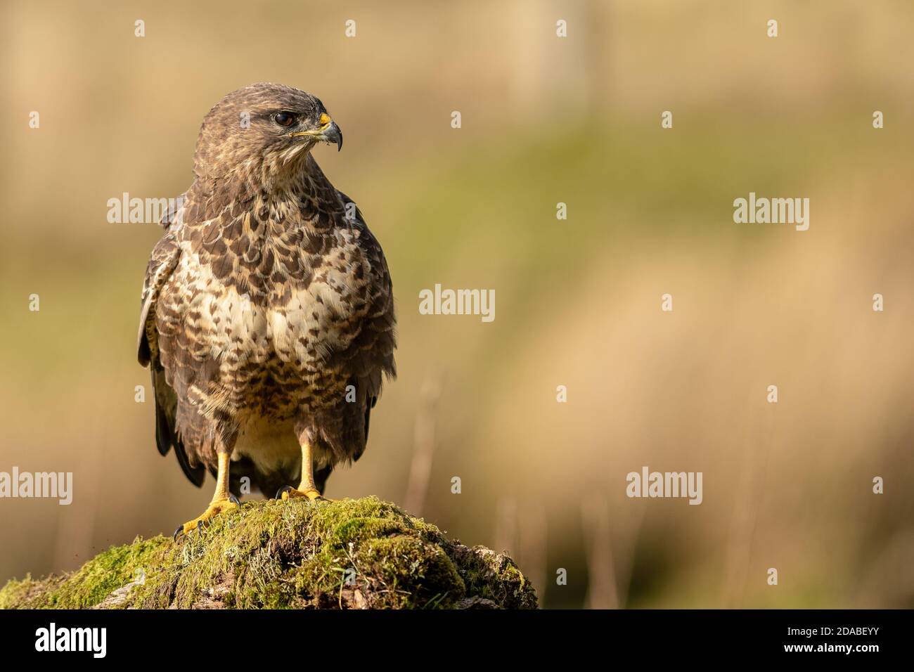 Moss common in snowdonia hi-res stock photography and images - Alamy