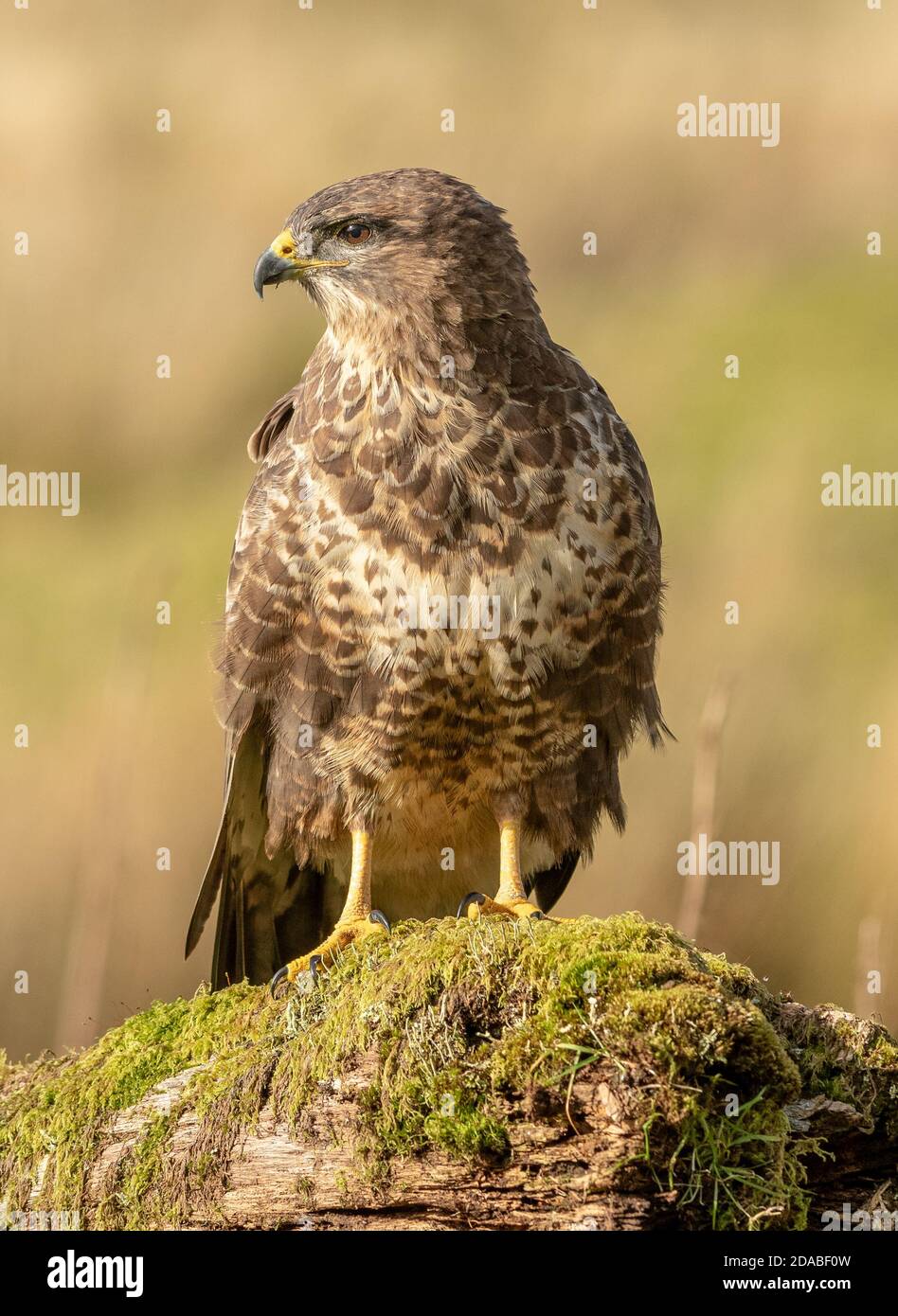 Moss common in snowdonia hi-res stock photography and images - Alamy