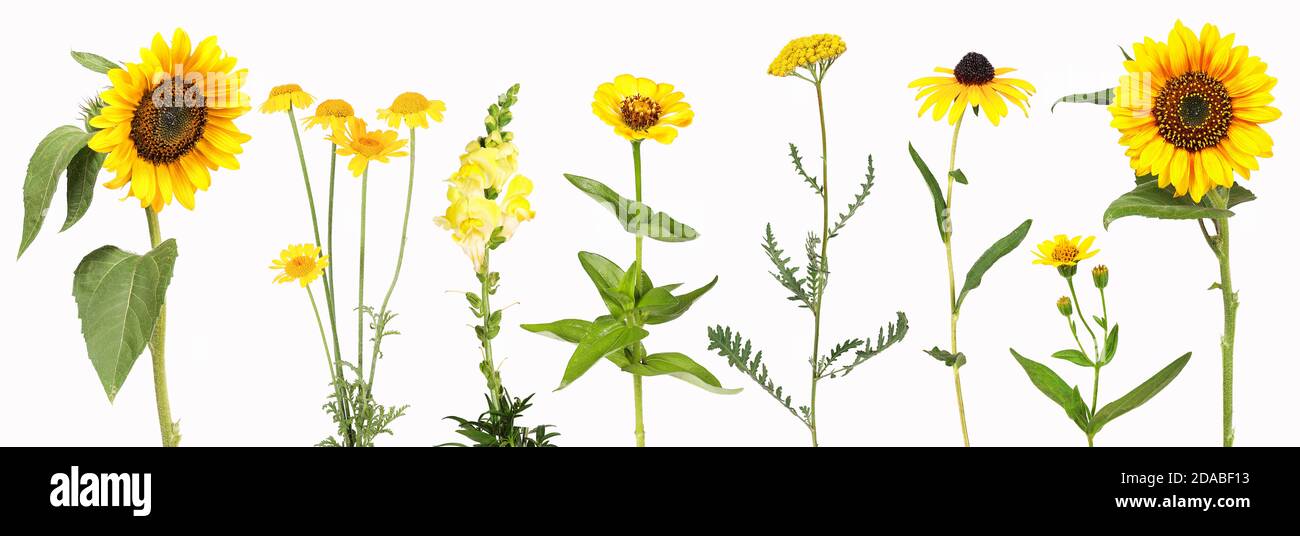 View garden Cut Out Stock Images & Pictures - Alamy