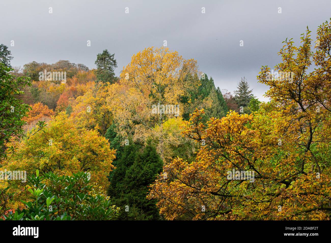 A tree line of mixed evergreen and deciduous trees in early autumn ...