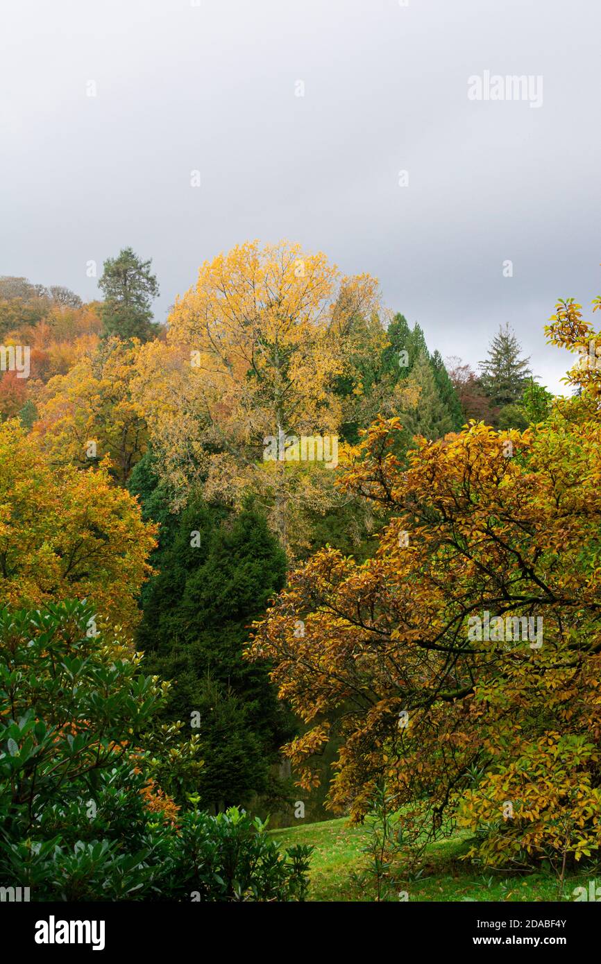 A tree line of mixed evergreen and deciduous trees in early autumn ...