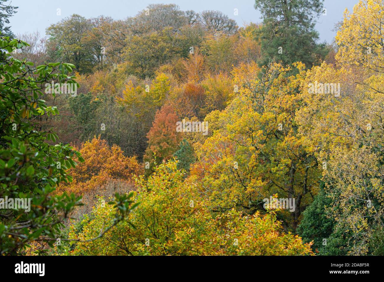A tree line of mixed evergreen and deciduous trees in early autumn ...