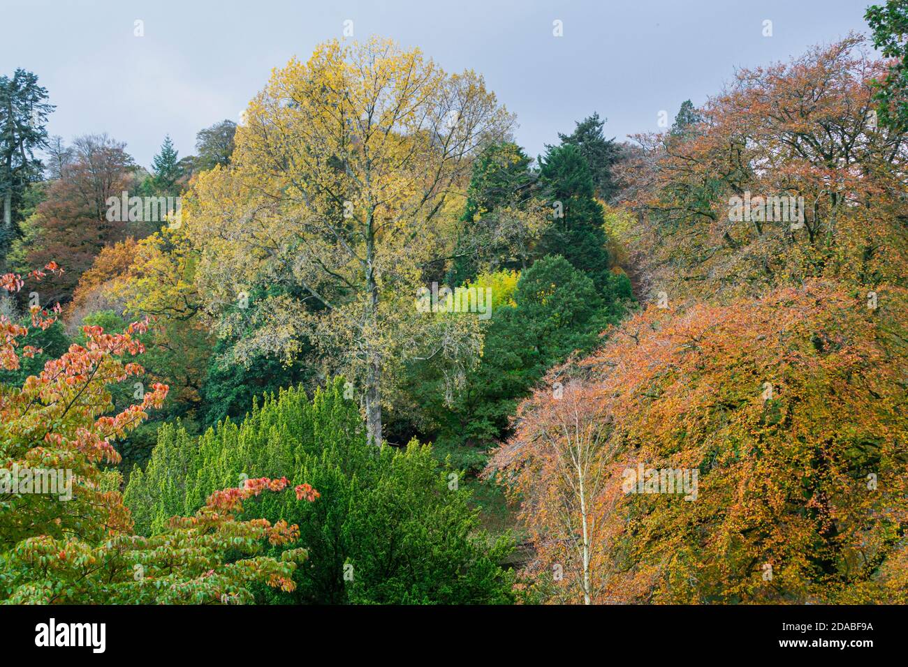 A tree line of mixed evergreen and deciduous trees in early autumn ...