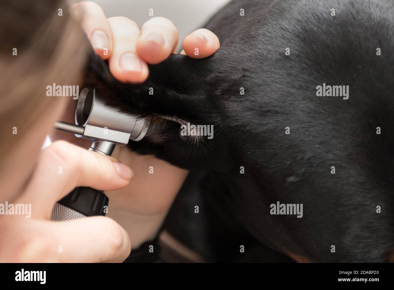 Veterinarian examines the ear of the dog with an otoscope Stock Photo ...