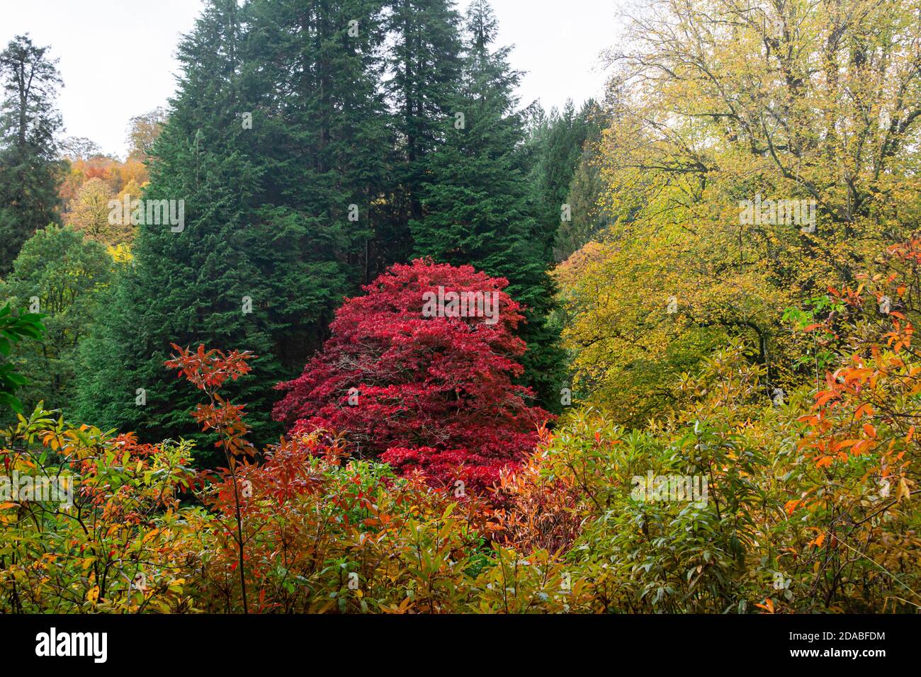 A red acer stands out in autumn in a mix of evergreen and deciduous ...