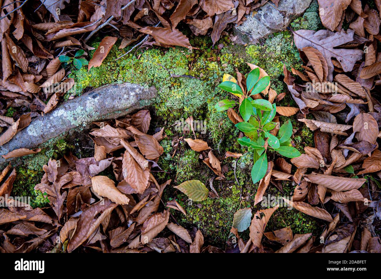 Saplings of mountain laurel (Kalmia latifolia) sprouting from a patch ...