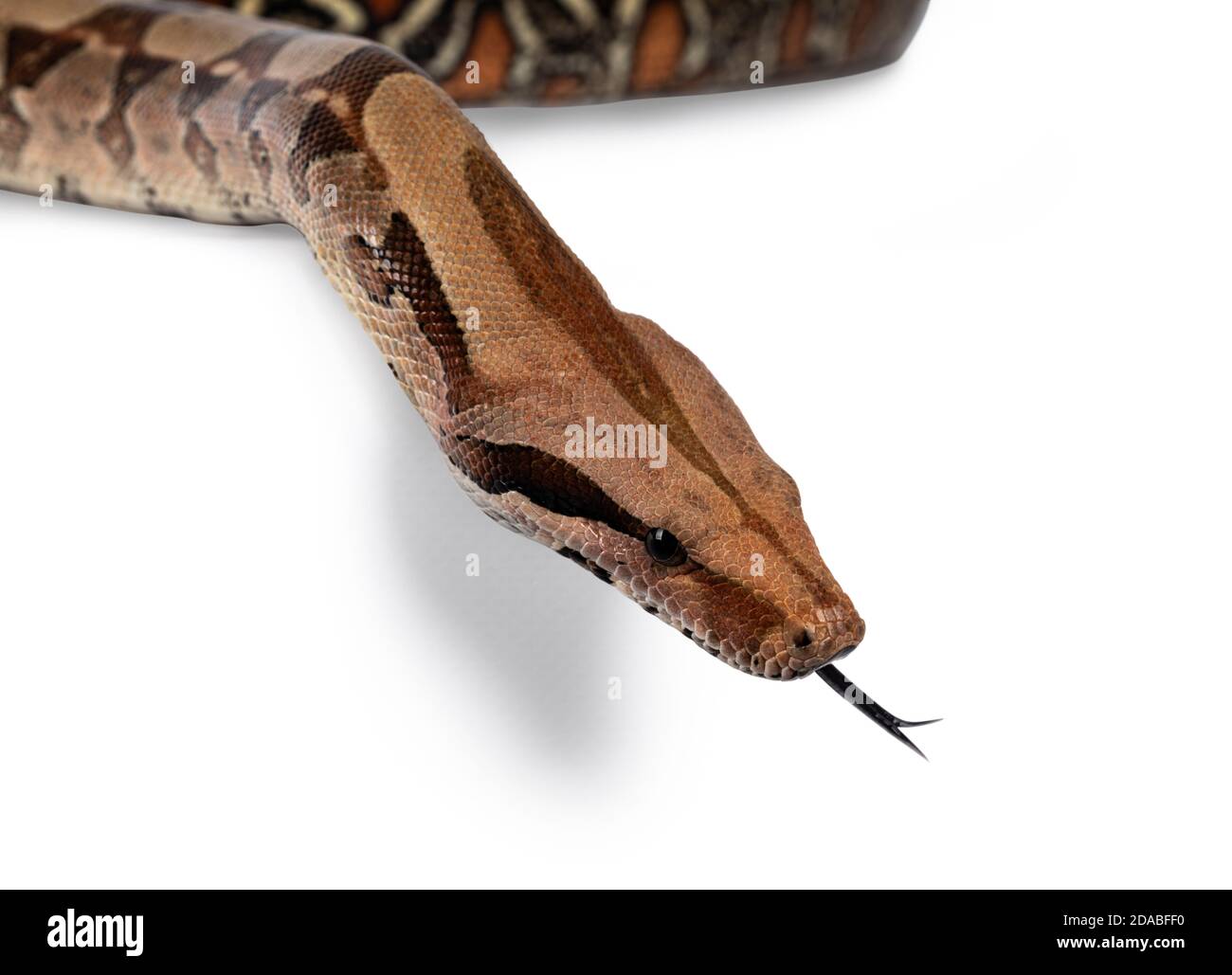 Haed shot of female adult Boa constrictor aka Boa imperator snake ...