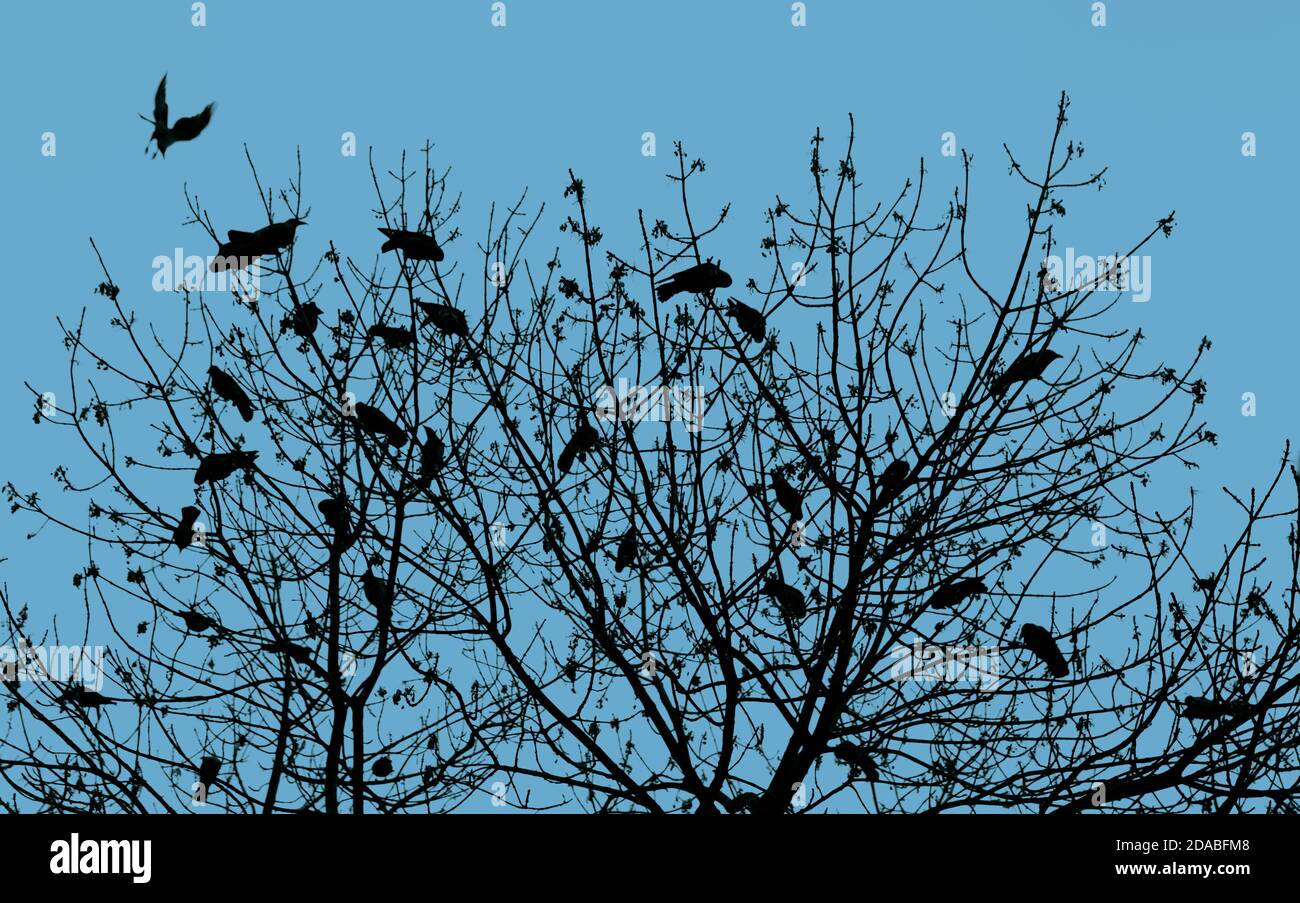 Silhouette of a crow on a tree. Ravens flock silhouette flying and ...