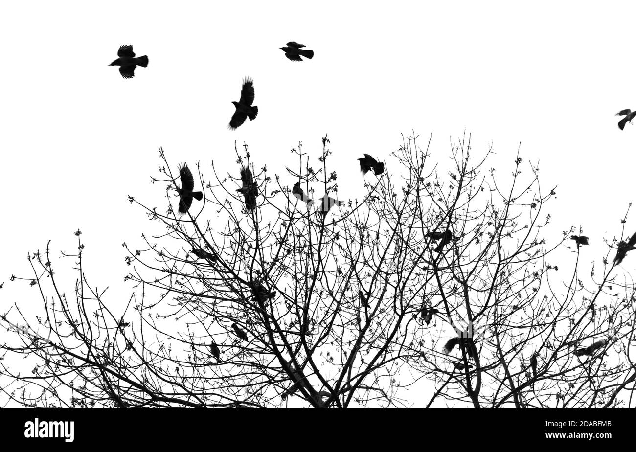 Crow On Branch Silhouette