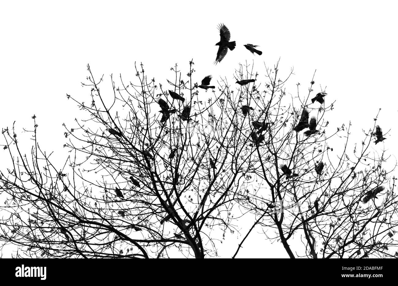Silhouette of a crow on a tree. Ravens flock silhouette flying and ...