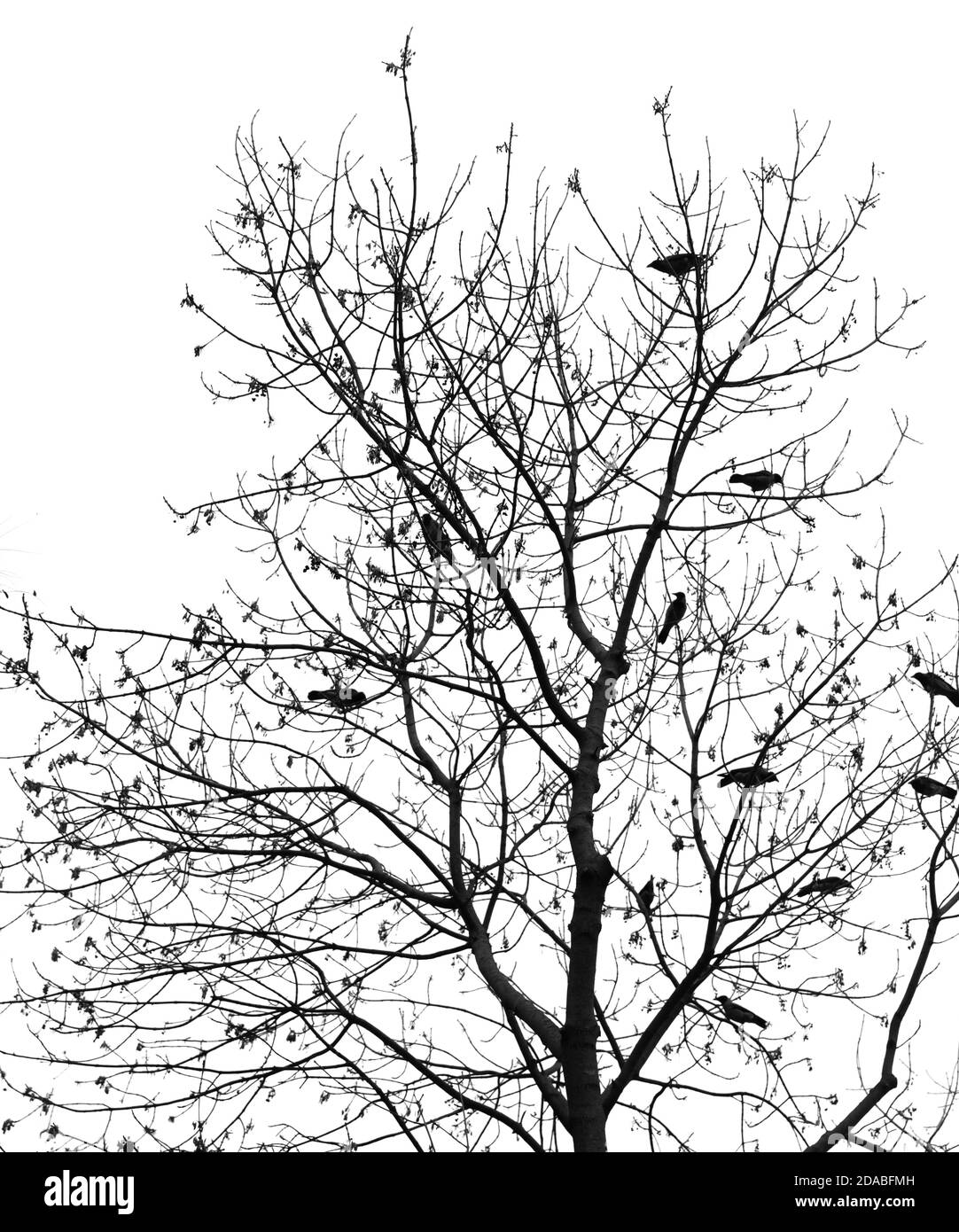 Raven Flock Drawings