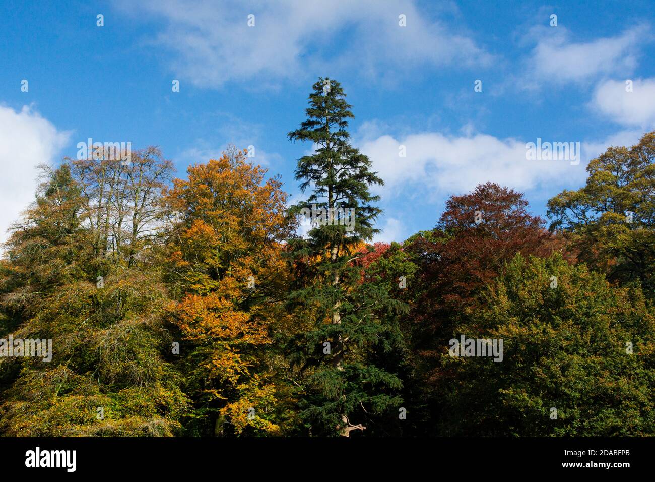 A tree line of mixed evergreen and deciduous trees in early autumn ...