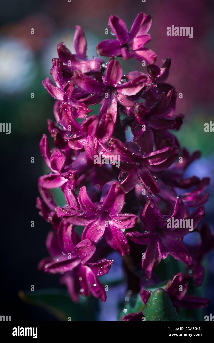 Soft focus image of hyacinth flowers blooming at springtime. Purple ...
